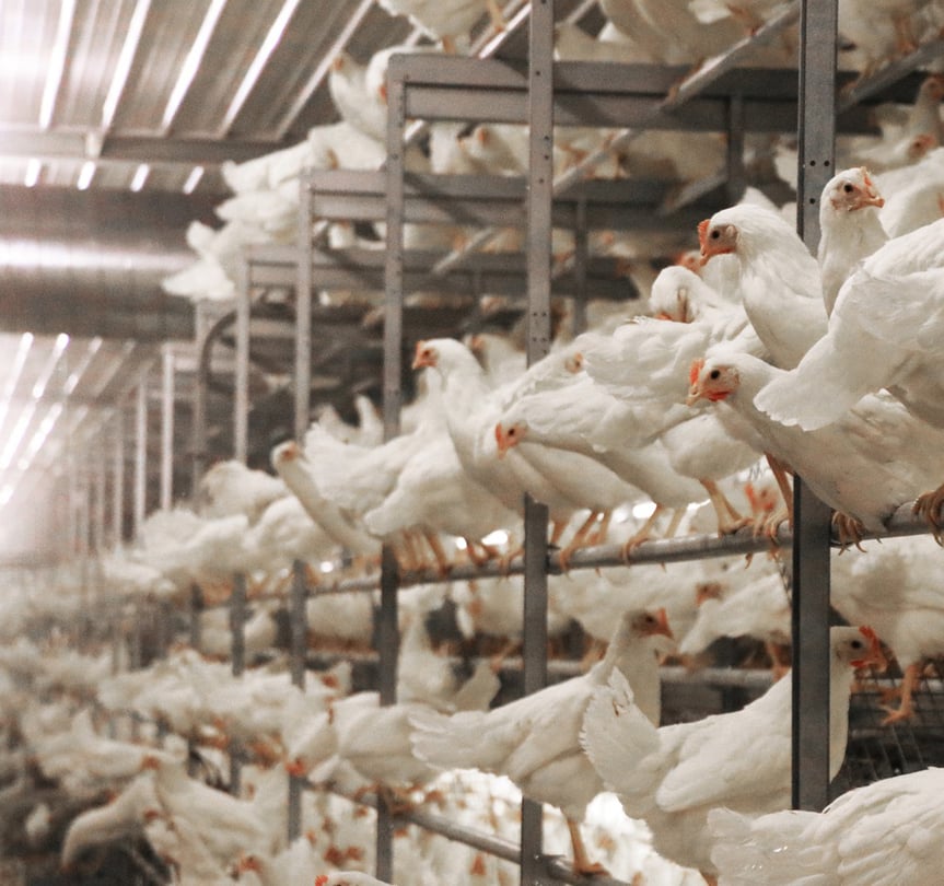 Bolegg Gallery - Vencomatic Group